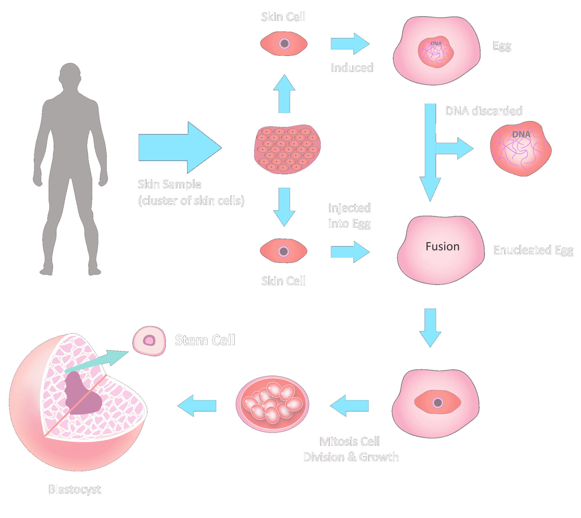 Stemaid™ : Pluripotent Stem Cells